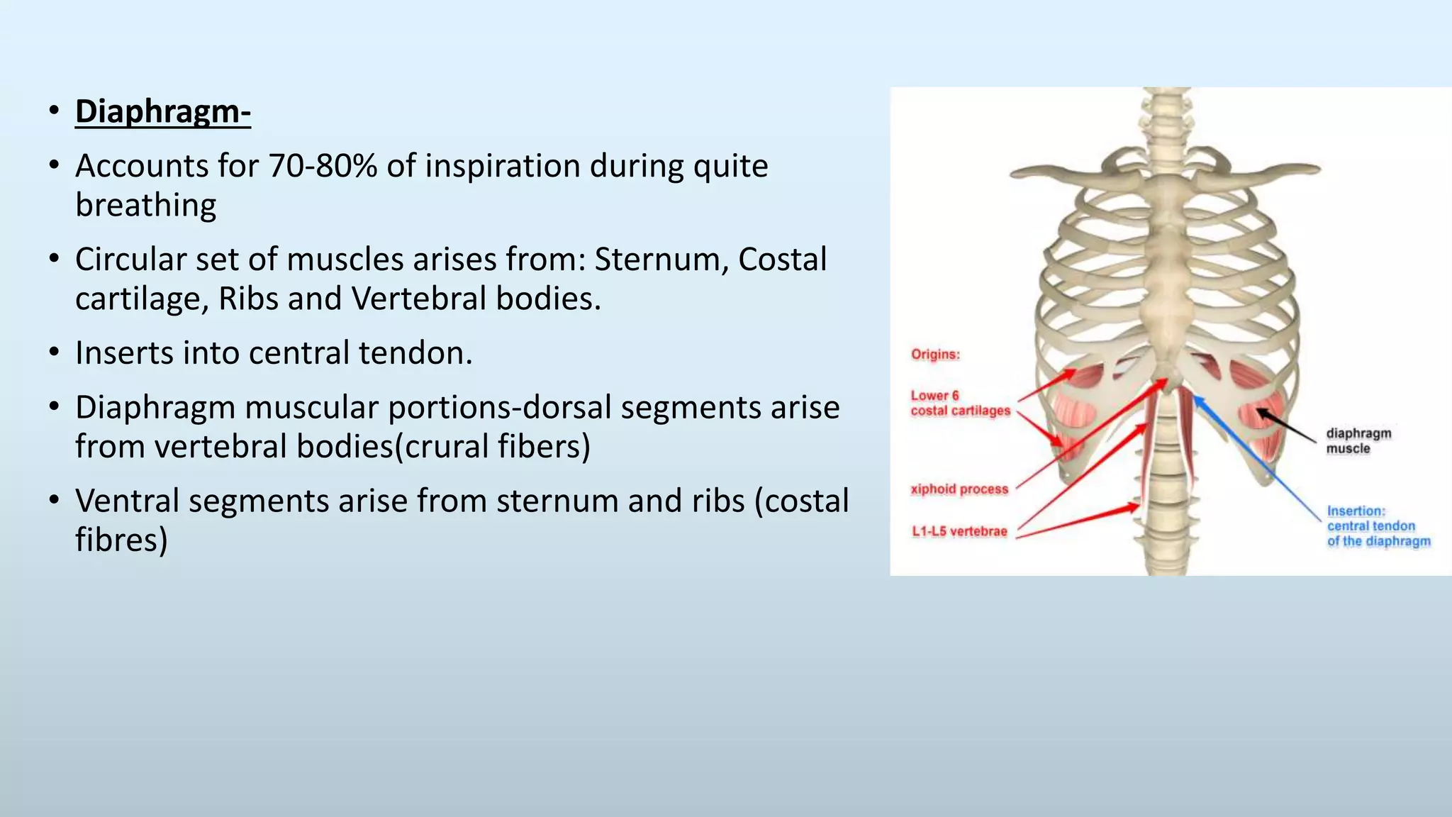 Biomechanics of thorax | PPTX