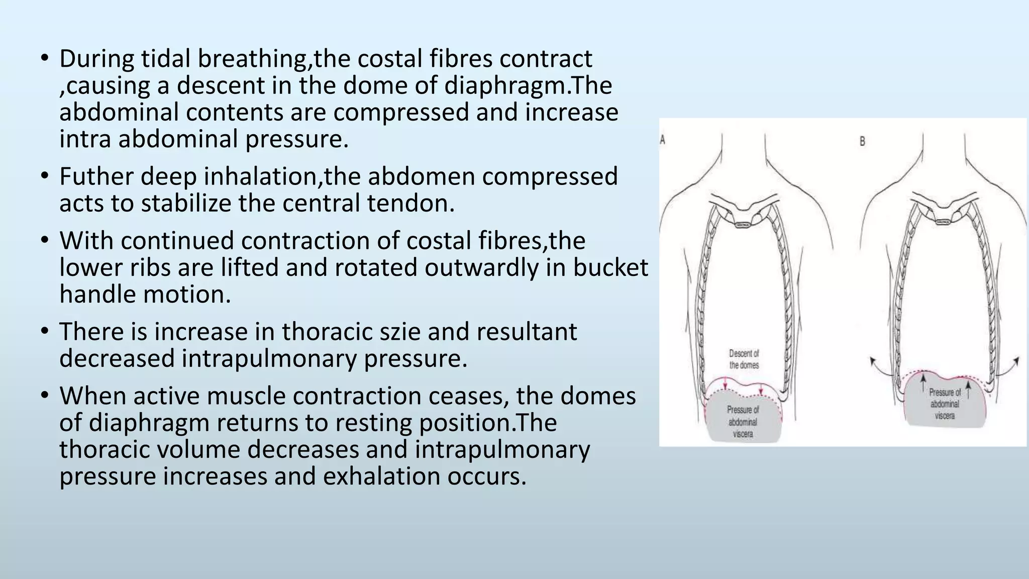 Biomechanics of thorax | PPTX