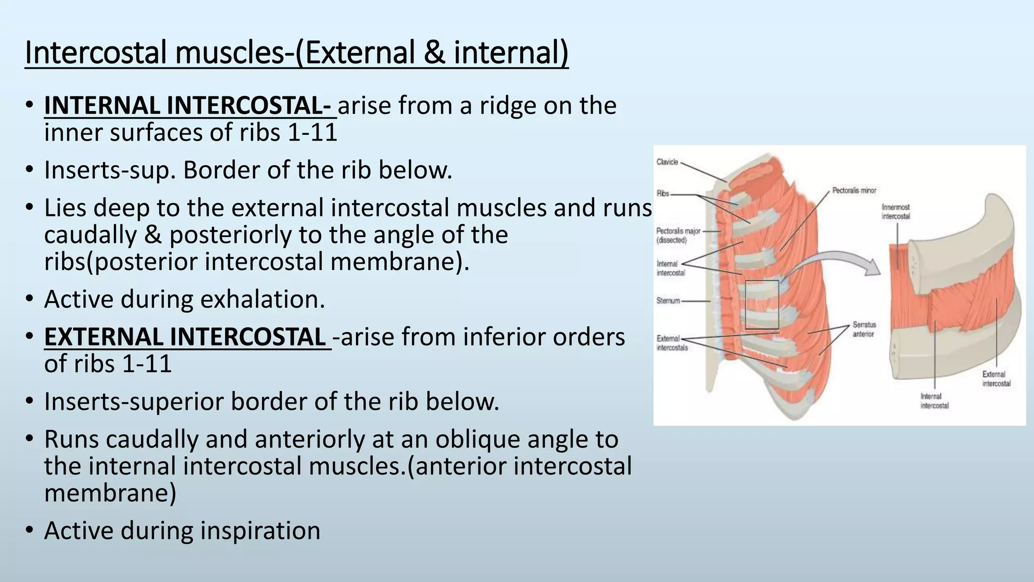 Biomechanics of thorax | PPTX