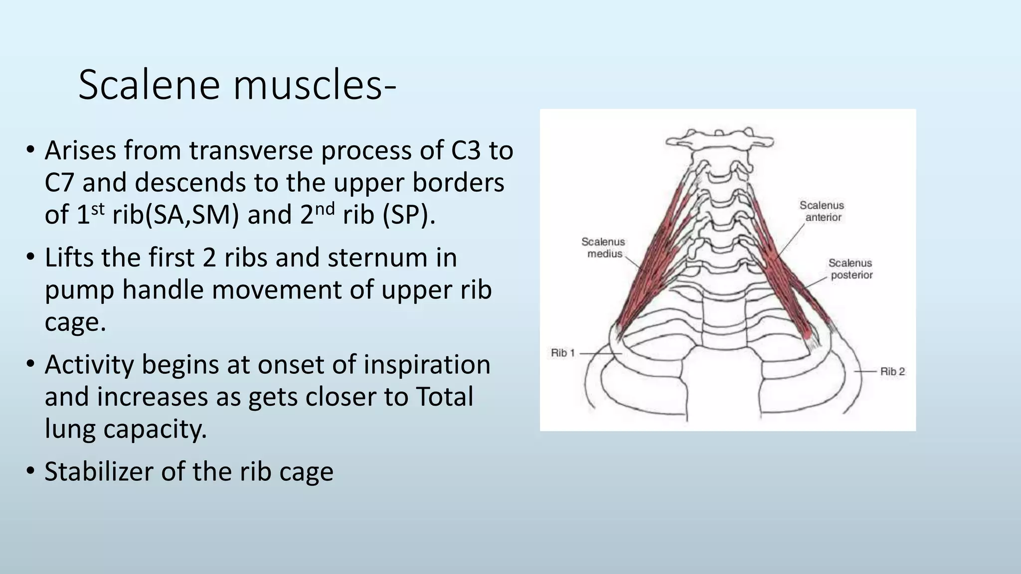 Biomechanics of thorax | PPTX