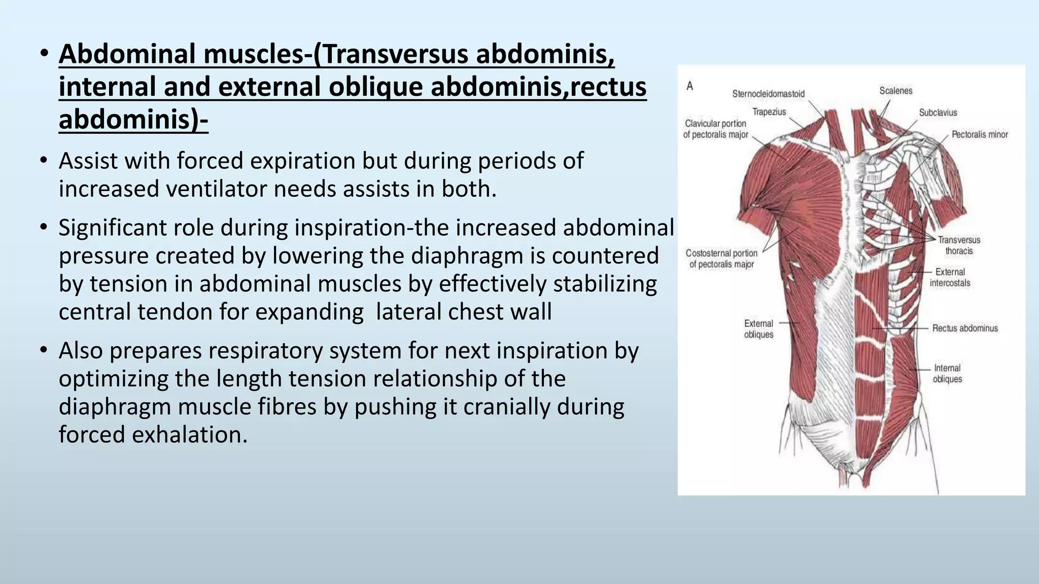 Biomechanics of thorax | PPTX