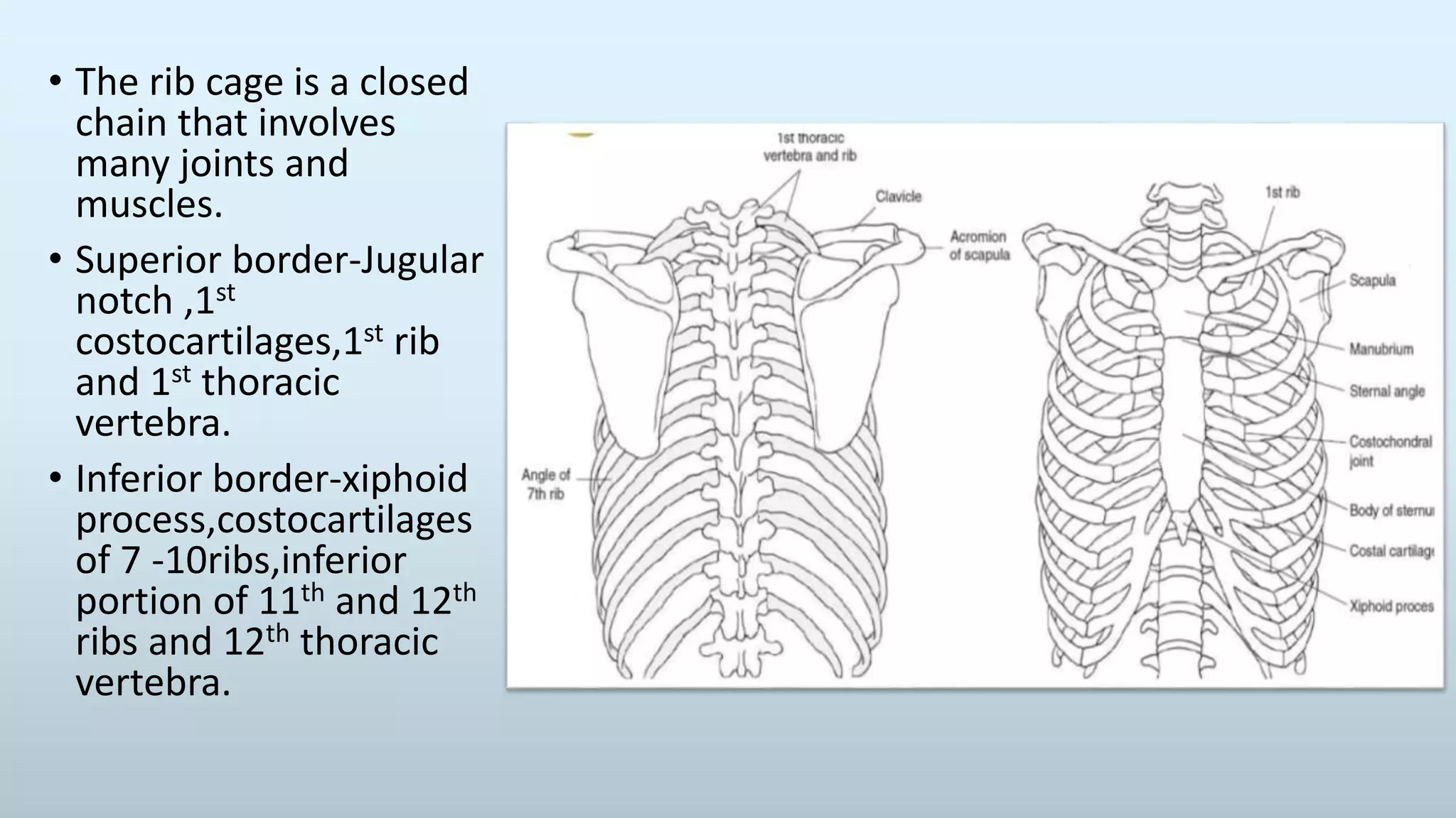 Biomechanics of thorax | PPTX