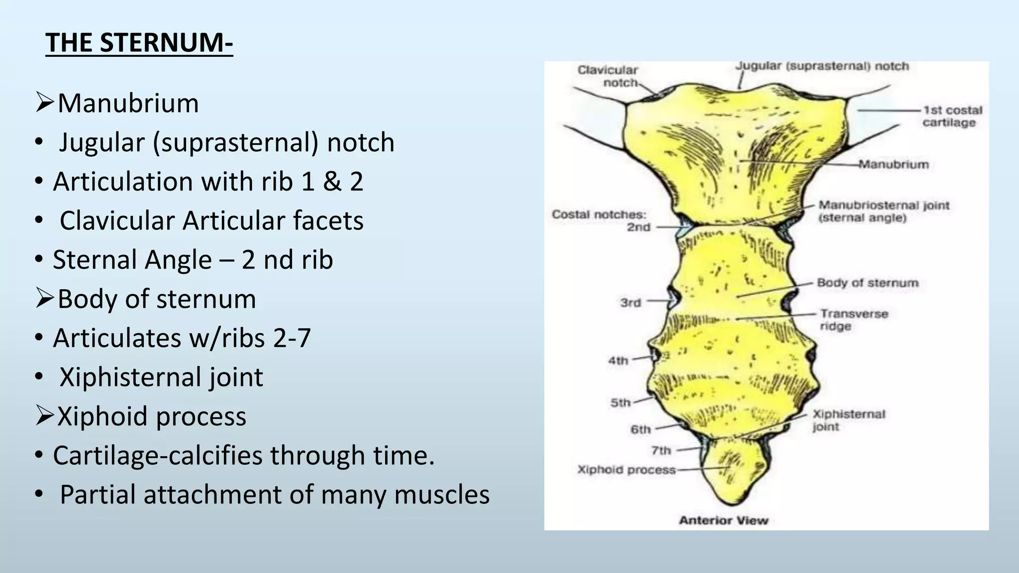 Biomechanics of thorax | PPTX
