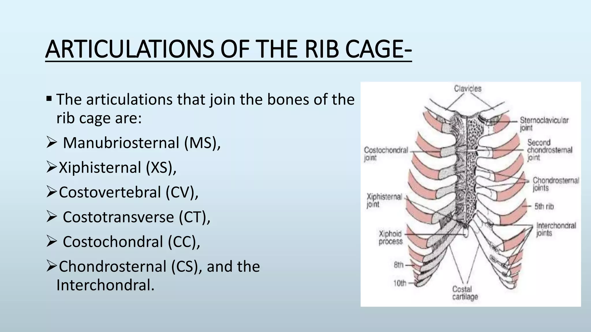 Biomechanics of thorax | PPTX
