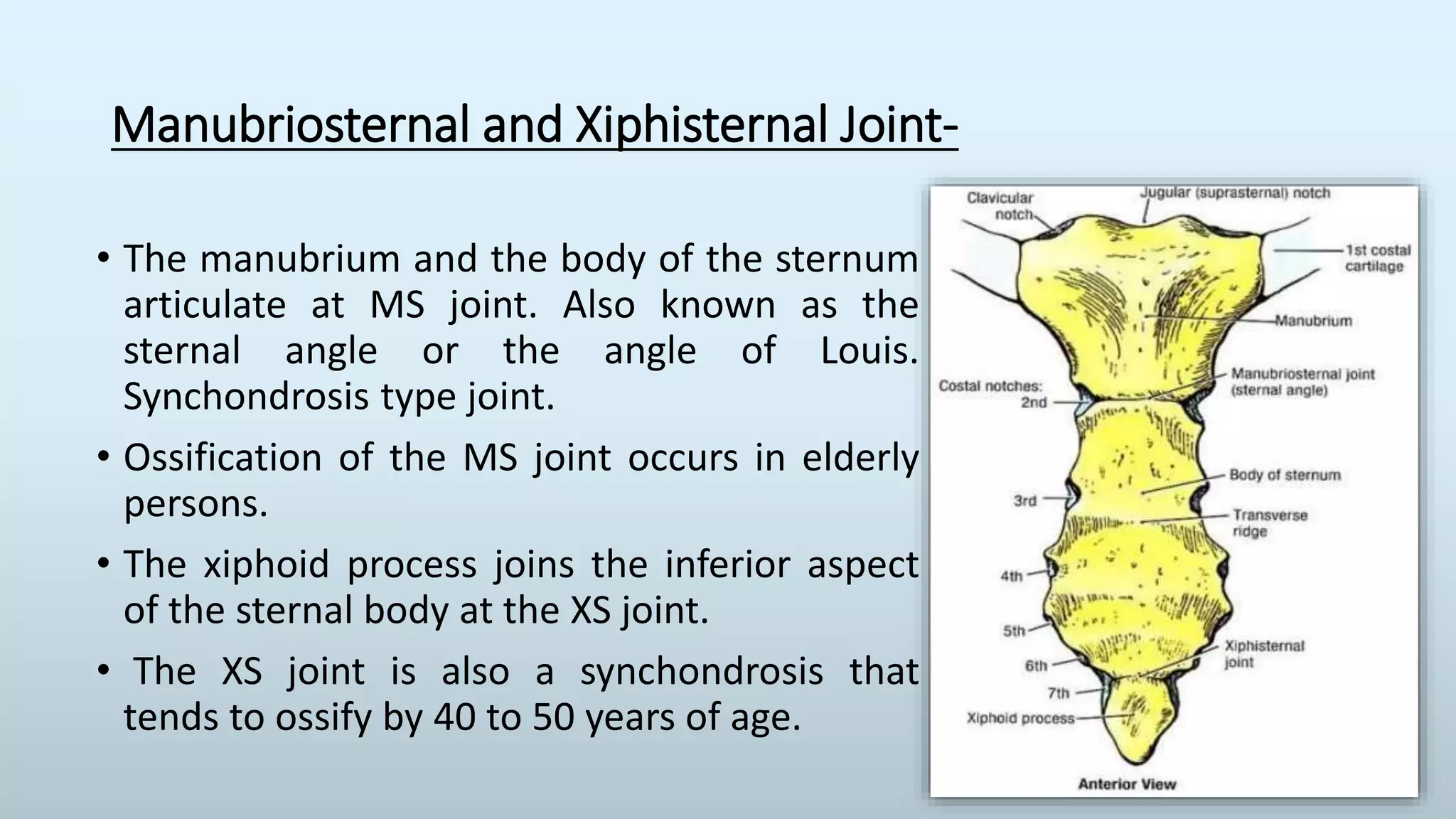Biomechanics of thorax | PPTX