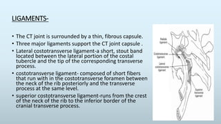 Biomechanics of thorax | PPTX