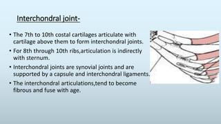 Biomechanics of thorax | PPTX