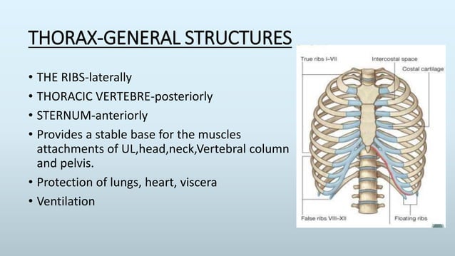 Biomechanics of thorax | PPTX