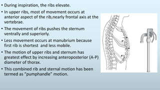 Biomechanics of thorax | PPTX