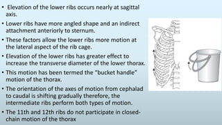 Biomechanics of thorax | PPTX