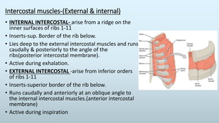 Biomechanics of thorax | PPTX