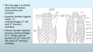 Biomechanics of thorax | PPTX