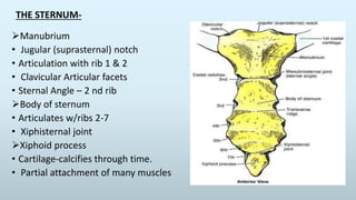 Biomechanics of thorax | PPTX