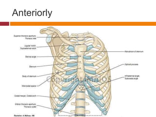 Biomechanics of Thorax.pptx