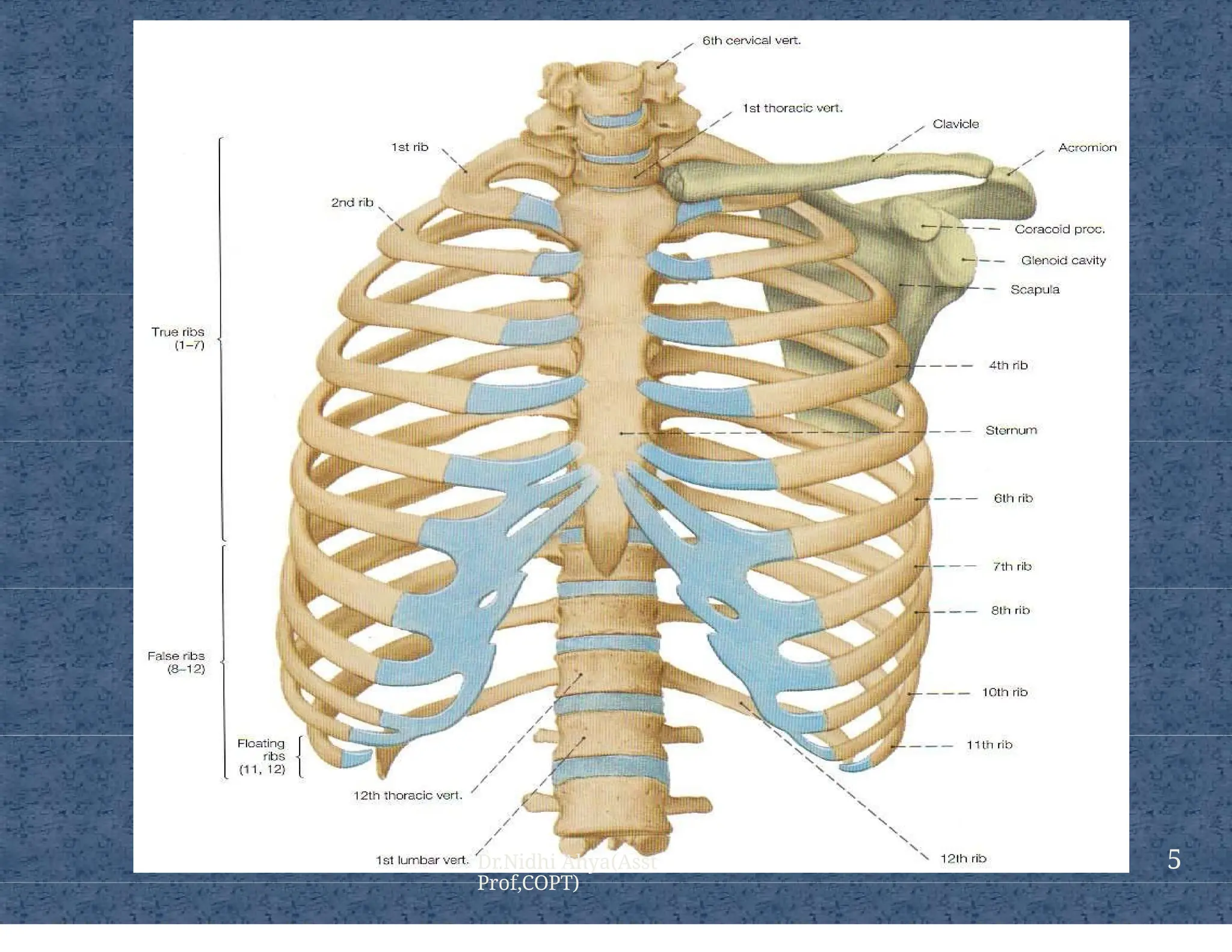 Biomechanics of thorax and the chest wall | PPT