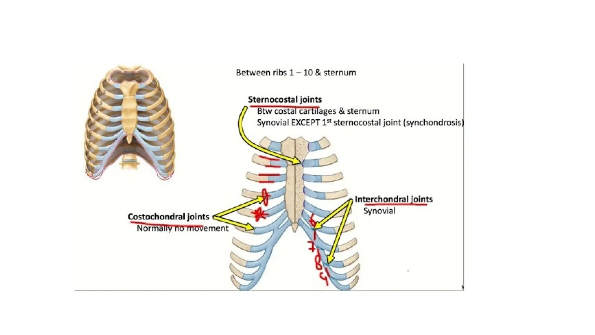 BIOMECHANICS OF THORAX.pptx thorax and chest wall | PPTX