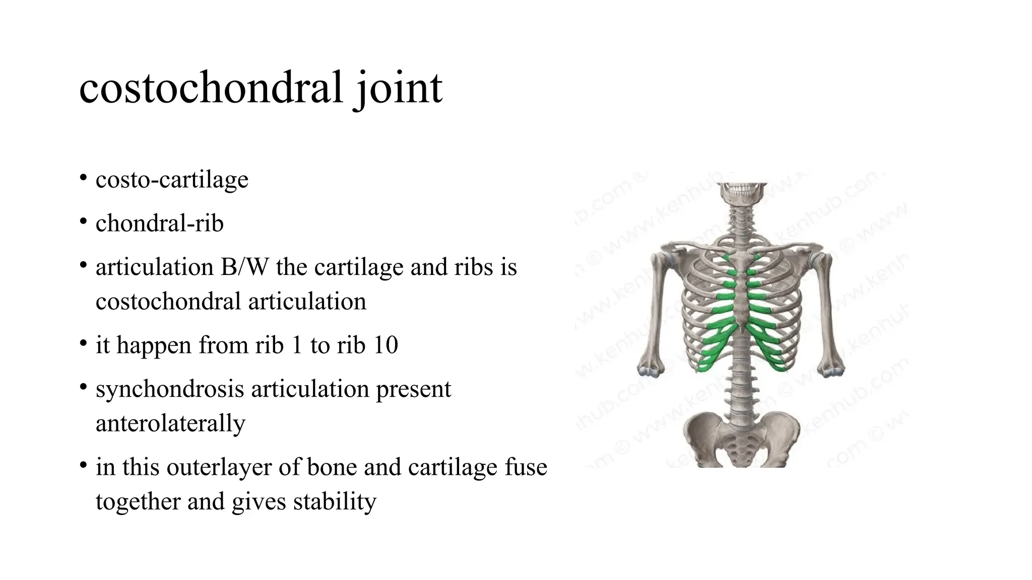 BIOMECHANICS OF THORAX.pptx thorax and chest wall | PPTX