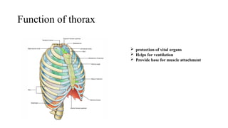 BIOMECHANICS OF THORAX.pptx thorax and chest wall | PPTX