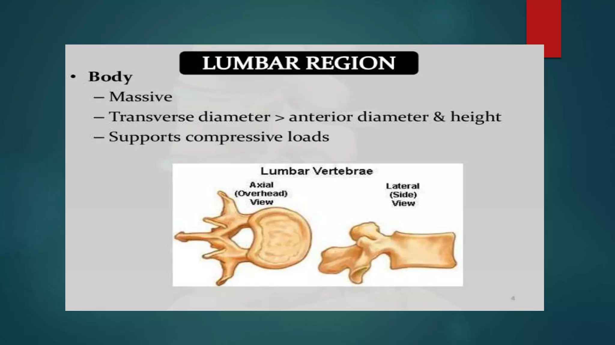 Biomechanics of thorax & lumbar.pptx