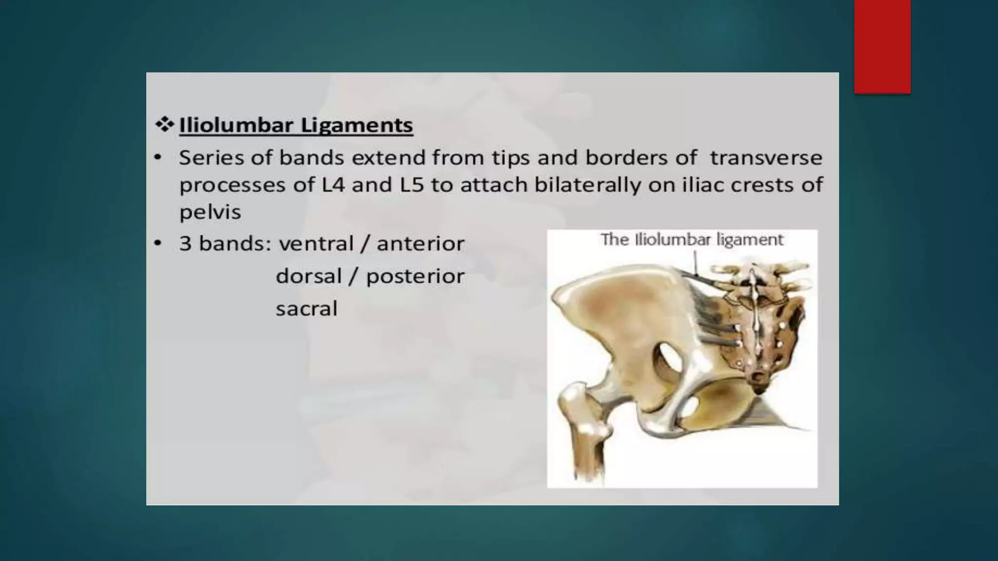 Biomechanics of thorax & lumbar.pptx