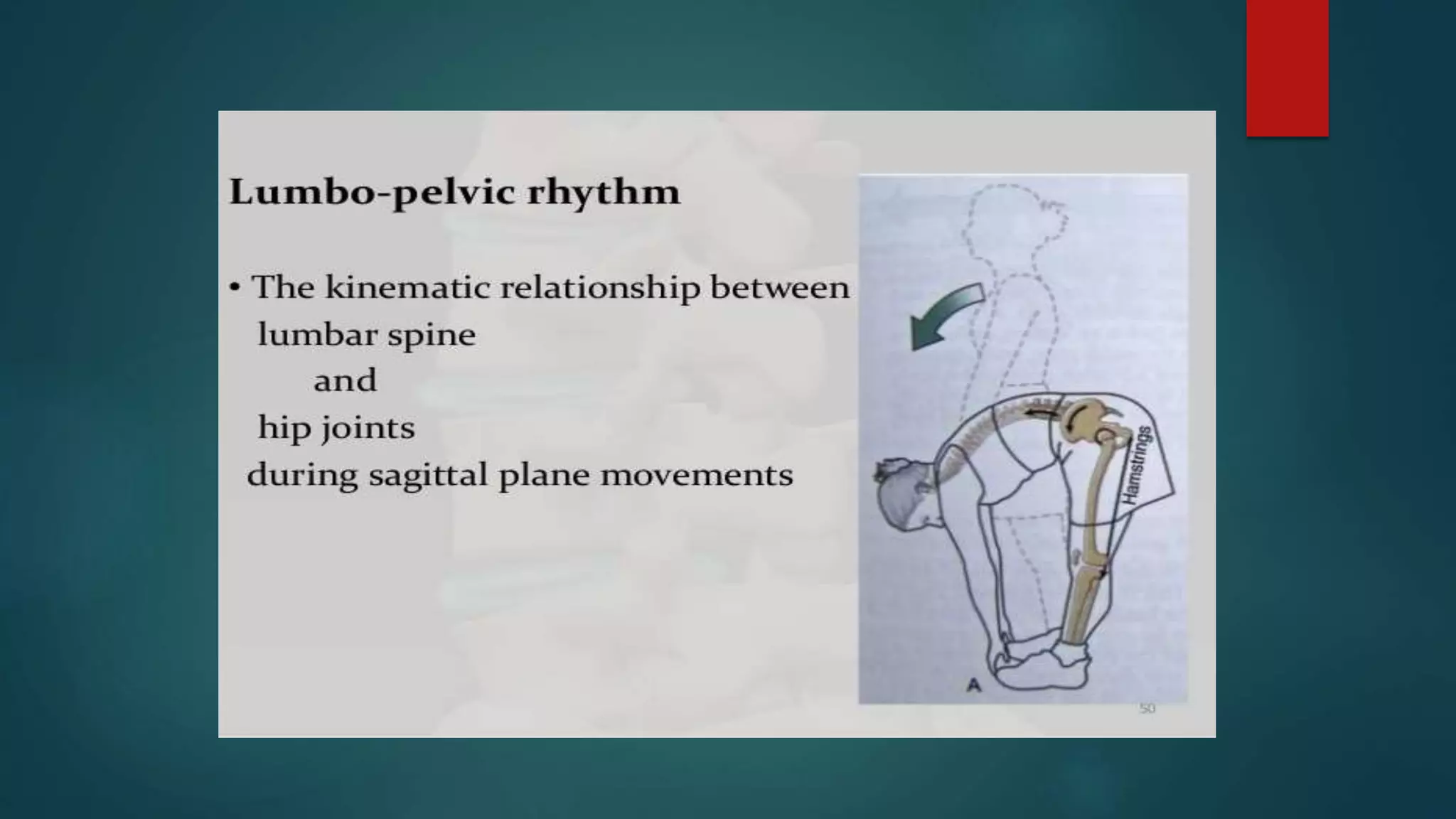 Biomechanics of thorax & lumbar.pptx