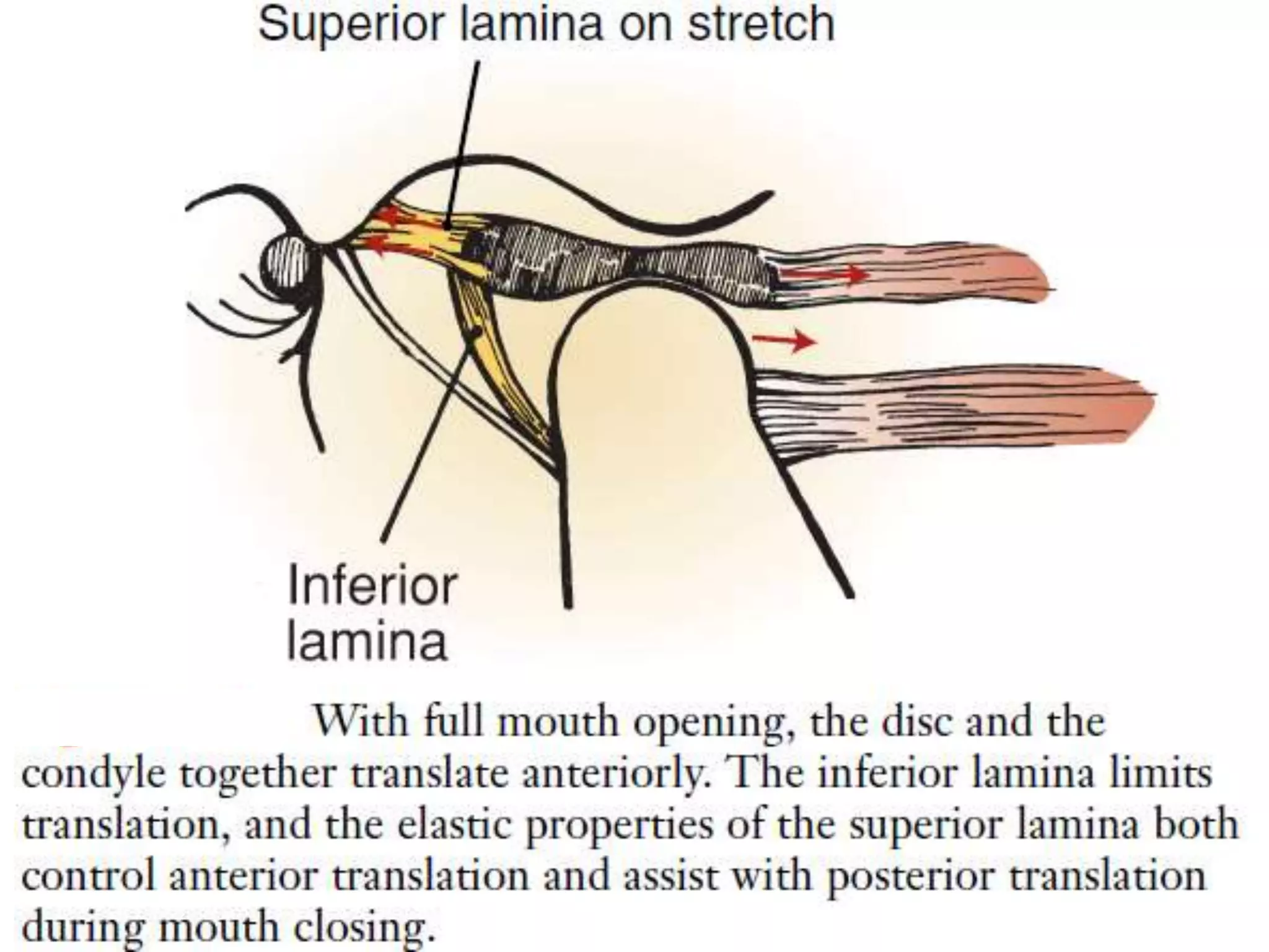 Biomechanics of Temporomandibular Joint | PPTX