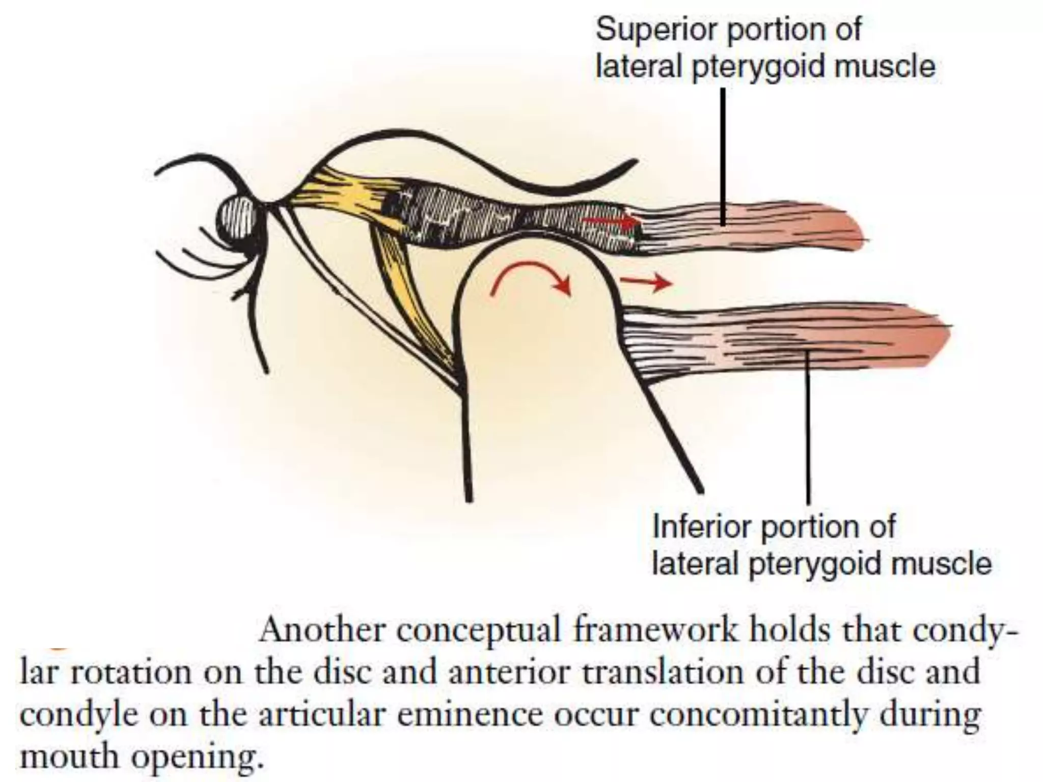 Biomechanics of Temporomandibular Joint | PPTX