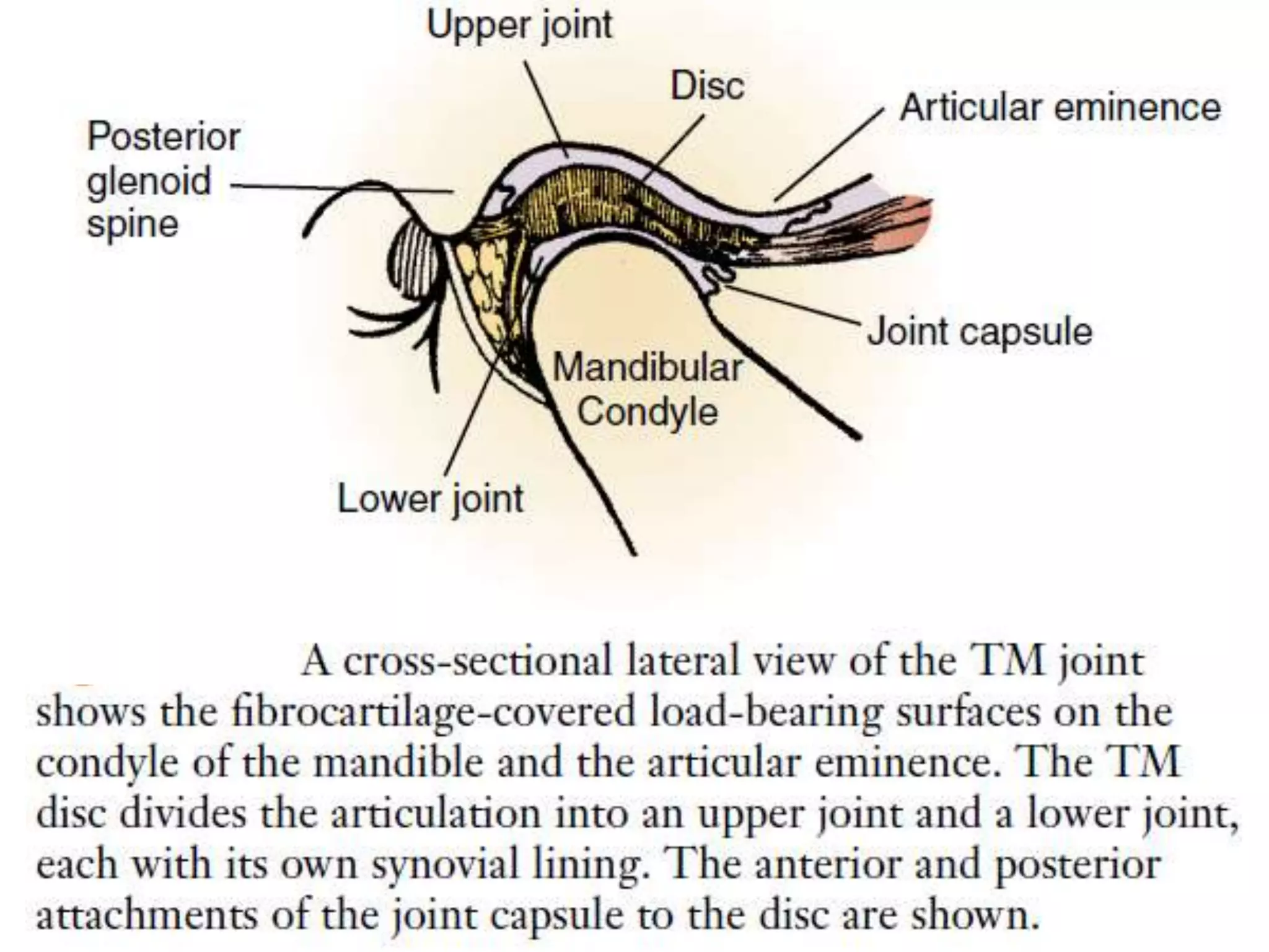 Biomechanics of Temporomandibular Joint | PPTX