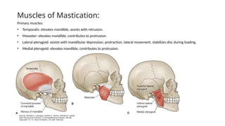 Biomechanics of TMJ.pptx temparomandibular joint | PPTX