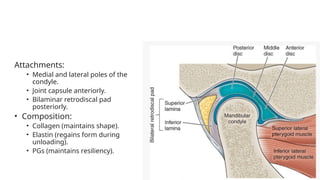 Biomechanics of TMJ.pptx temparomandibular joint | PPTX