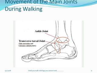 Biomechanics of walking | PPTX