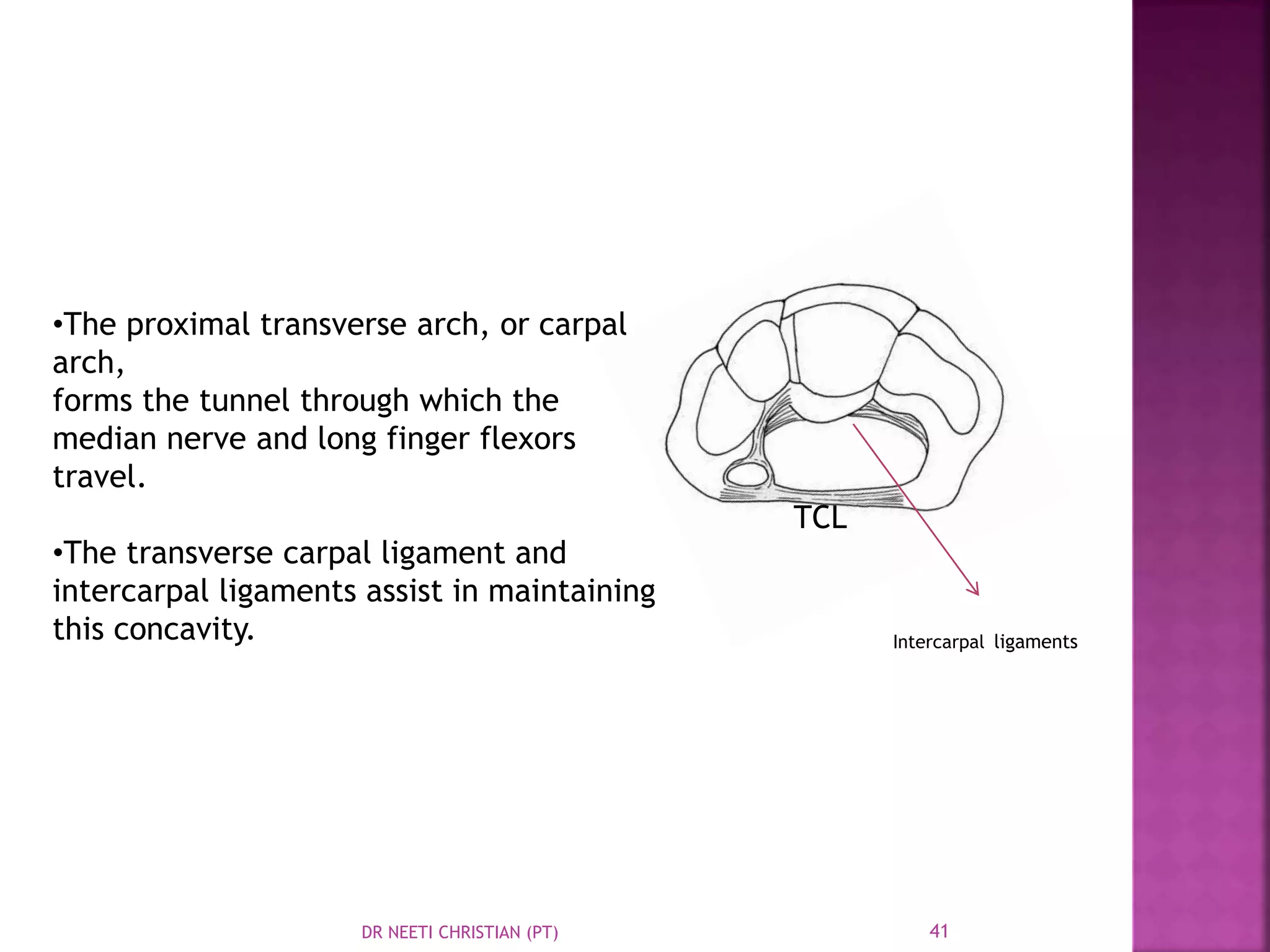 Biomechanics of wrist complex | PPTX