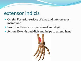 Biomechanics presentation | PPTX | Death, Injury, or Military Conflict ...