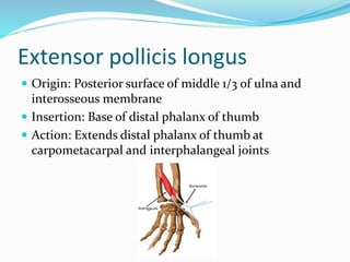 Biomechanics presentation | PPTX | Death, Injury, or Military Conflict ...