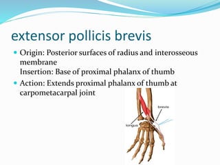 Biomechanics presentation | PPTX | Death, Injury, or Military Conflict ...