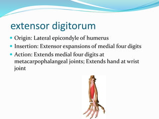 Biomechanics presentation | PPTX | Death, Injury, or Military Conflict ...