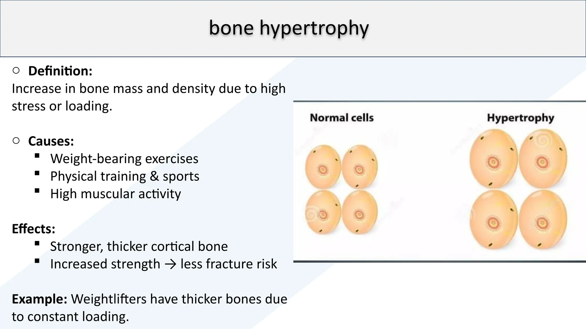 biomechanics presentation.pptx (human body strength | PPTX
