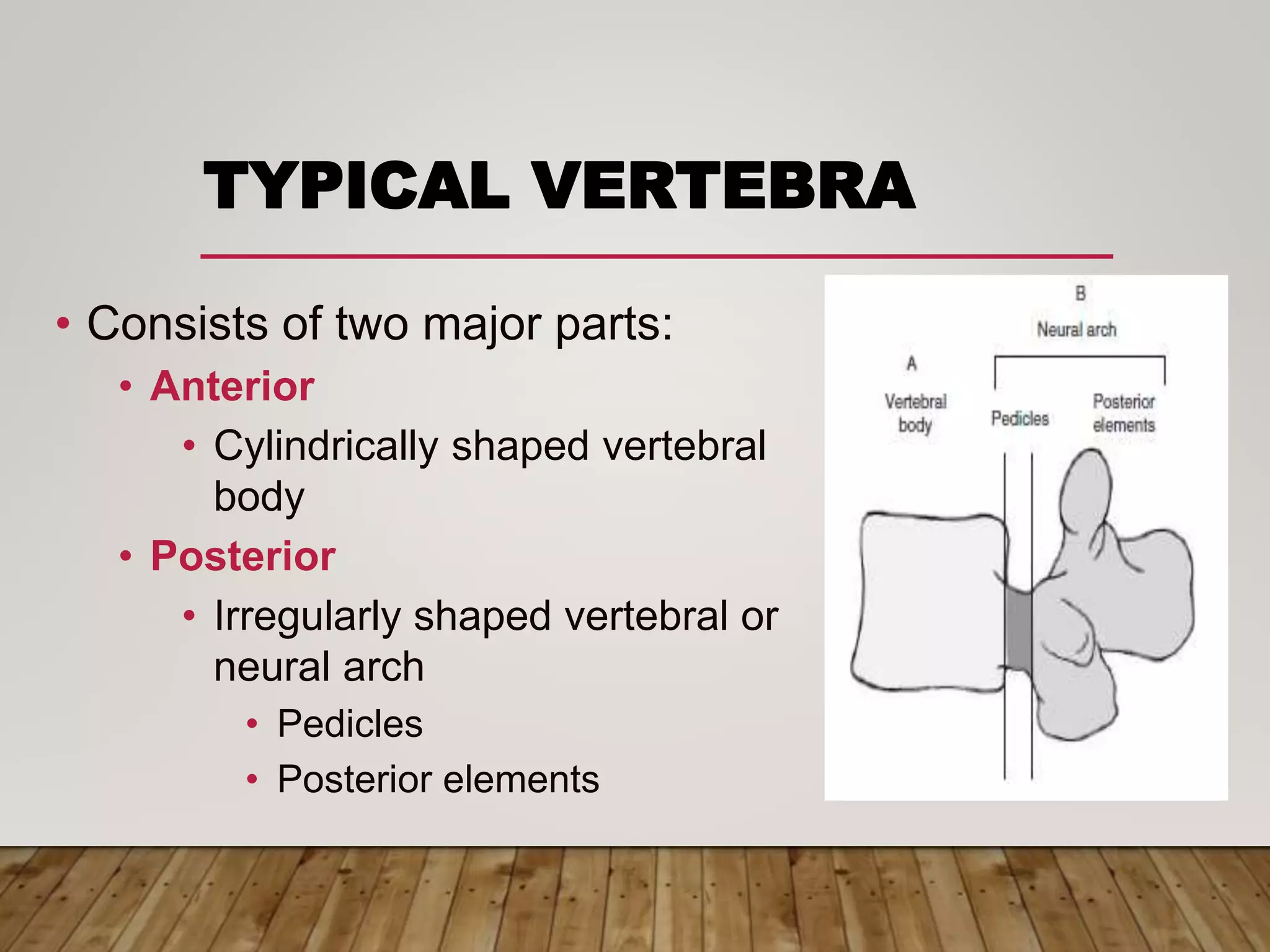Biomechanics spine | PPTX