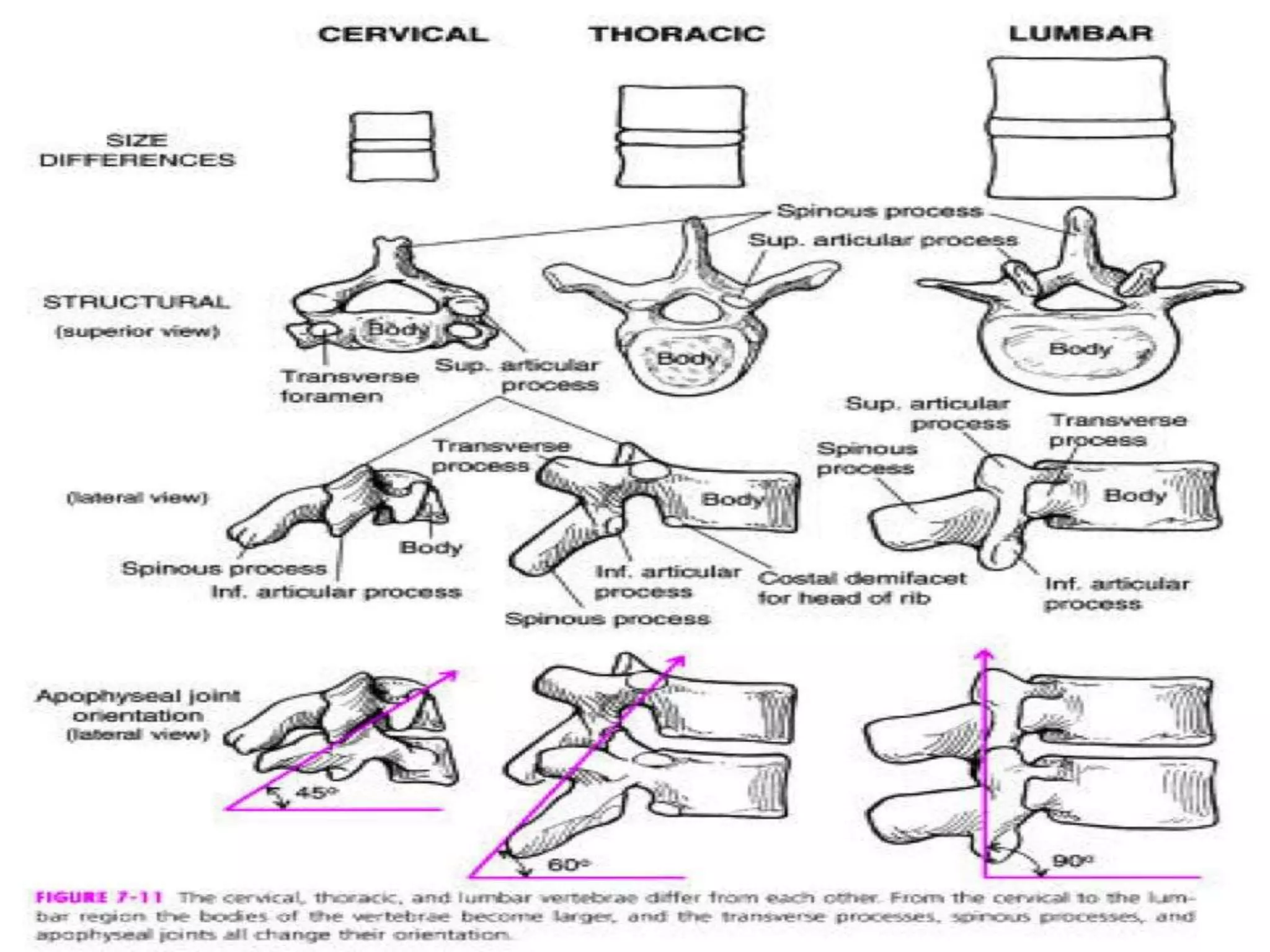 Biomechanics spine | PPTX
