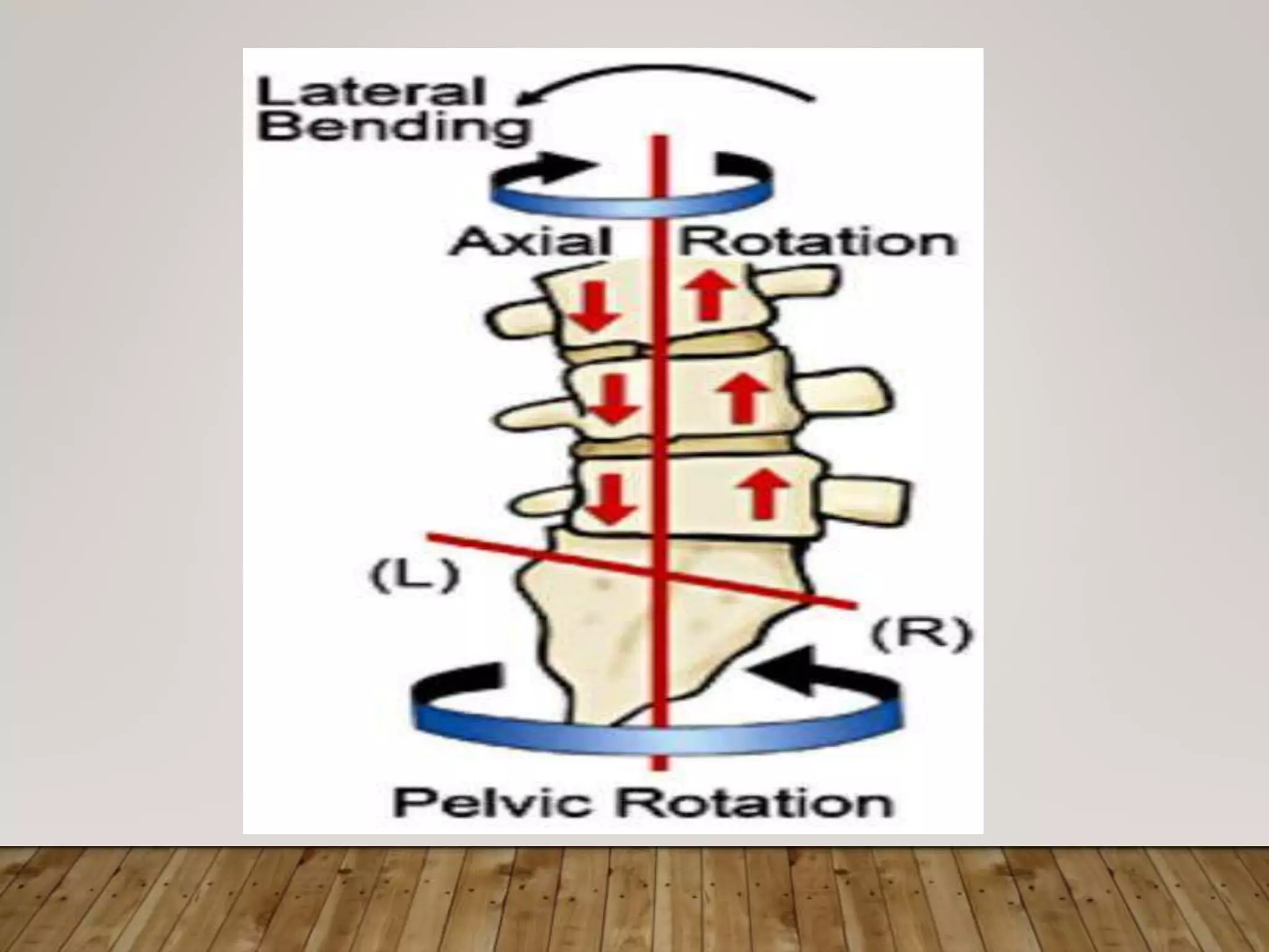 Biomechanics spine | PPTX