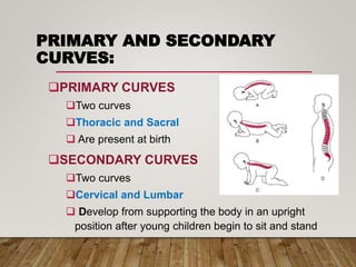 Biomechanics spine | PPTX