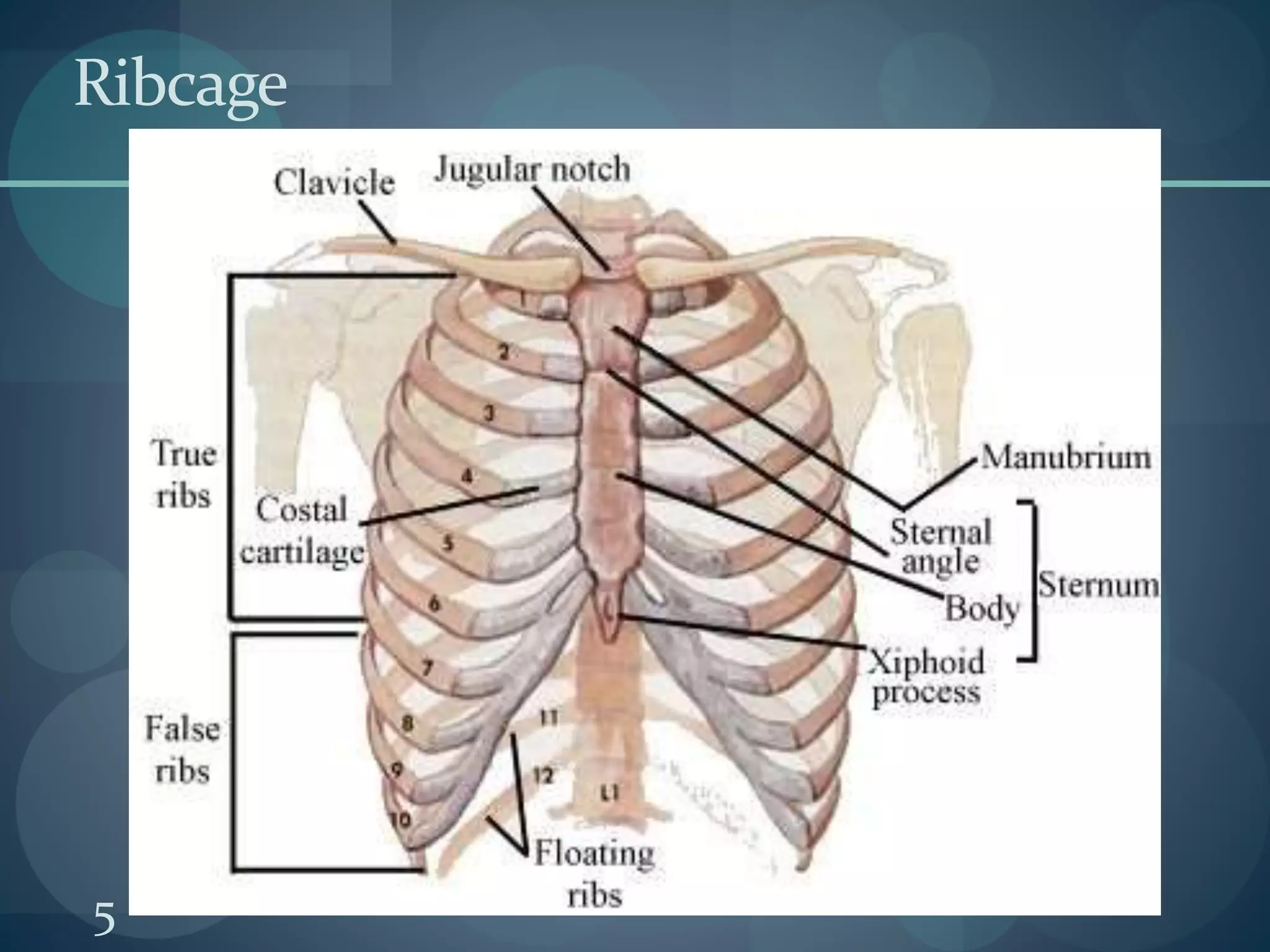 BIOMECHA OF THORAC AND RIB CAGE.pptx