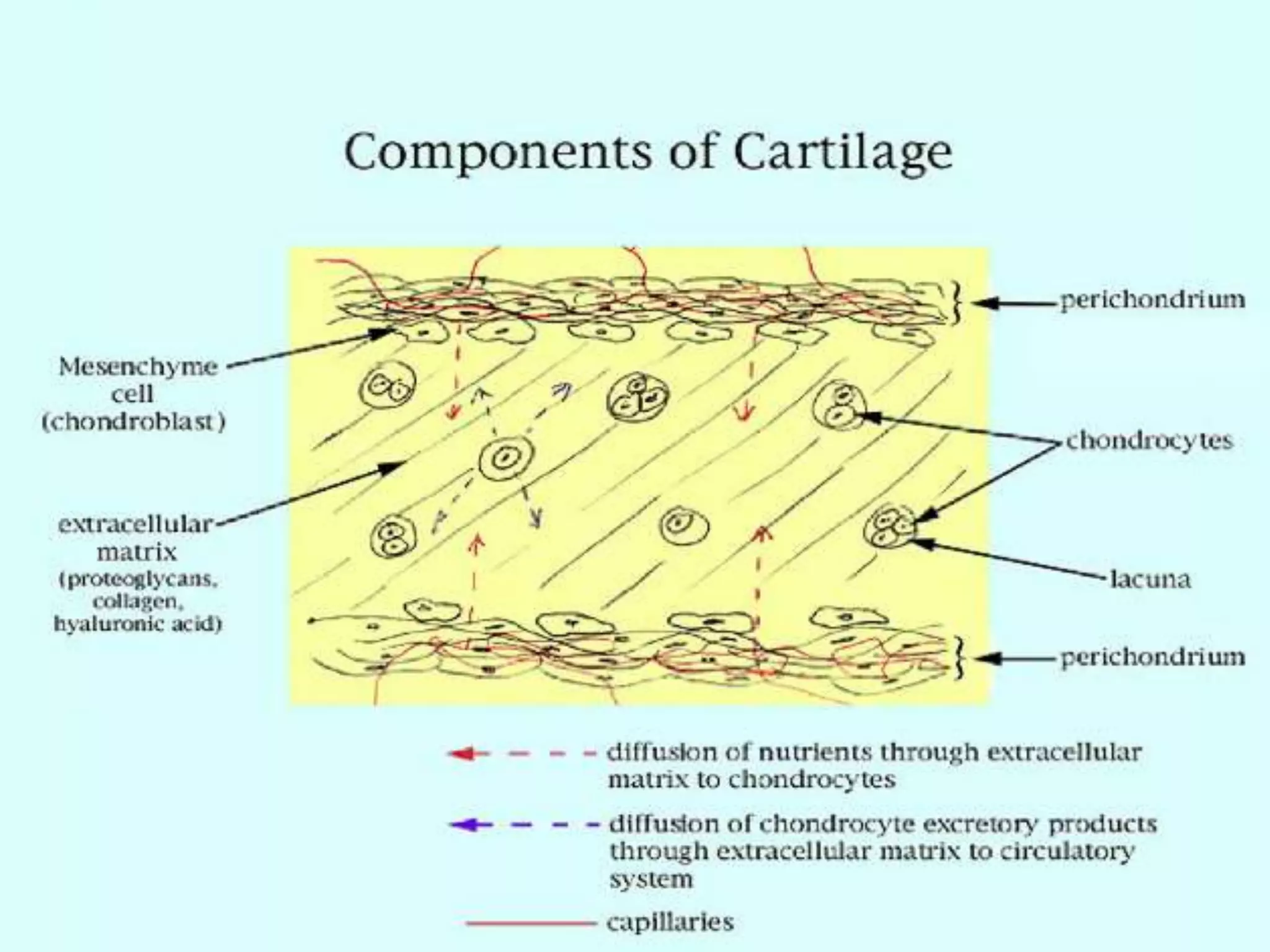 Biomech Of Cartilage | PPTX