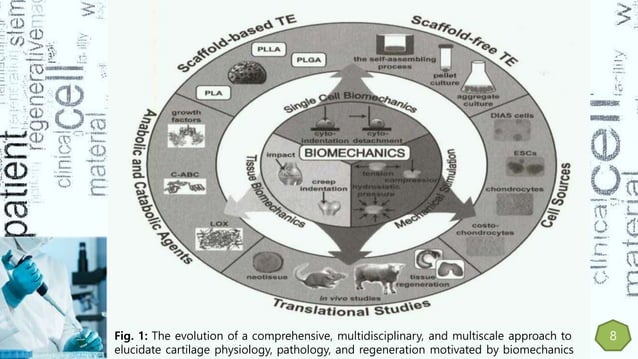Harnessing Biomechanics to Develop Cartilage Regeneration Strategies | PPTX | Bone and Joint ...