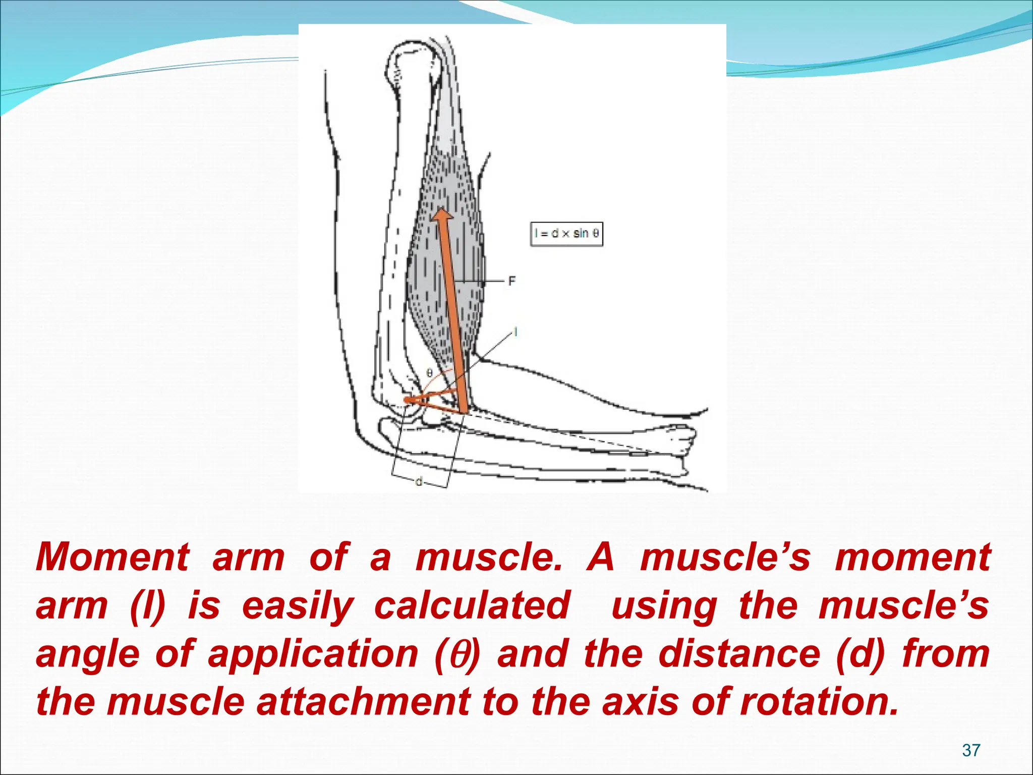 Biomechanical Slideshare power points of sts | PPT