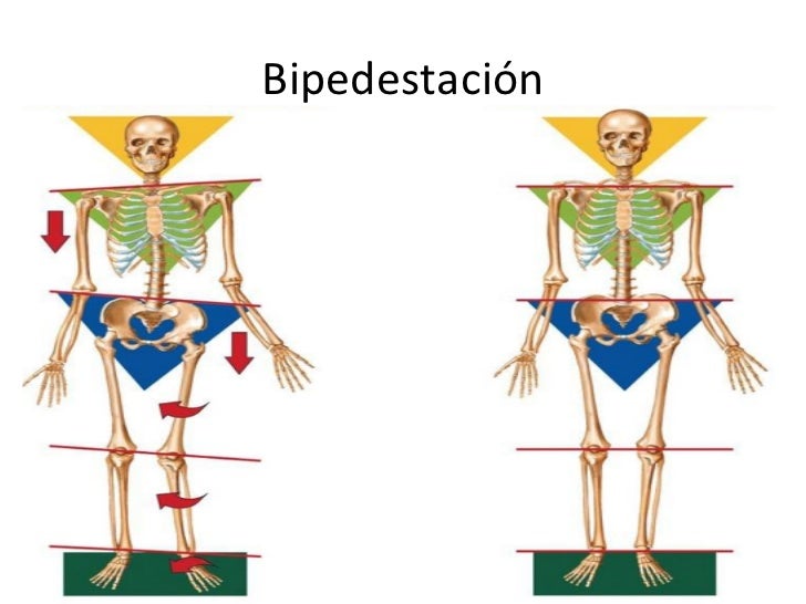 Biomecánica