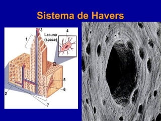 Biomecânica das fraturas | PPT