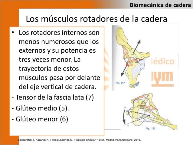 Biomecánica de cadera