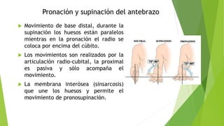 Biomecánica de codo | PPTX
