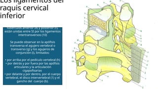 Biomecánica de la columna cervical OK.pptx